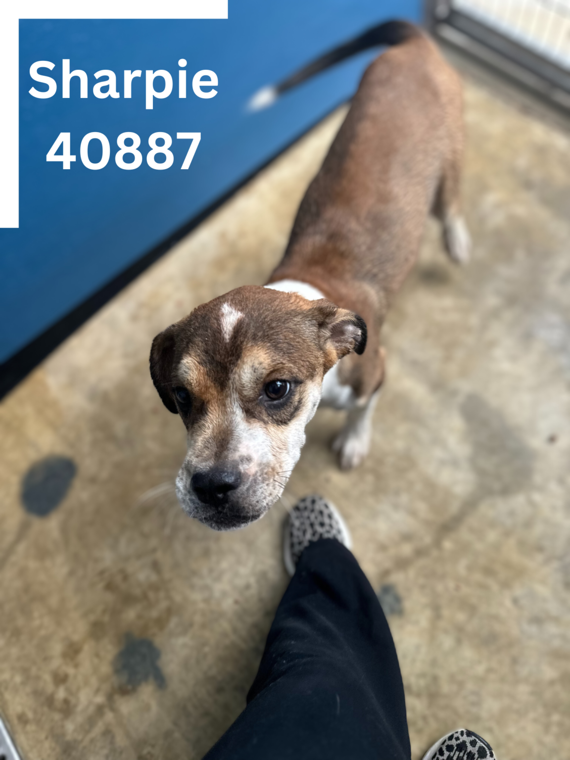 Sharpie 40887 RESCUED - Bainbridge-Decatur County Humane Society