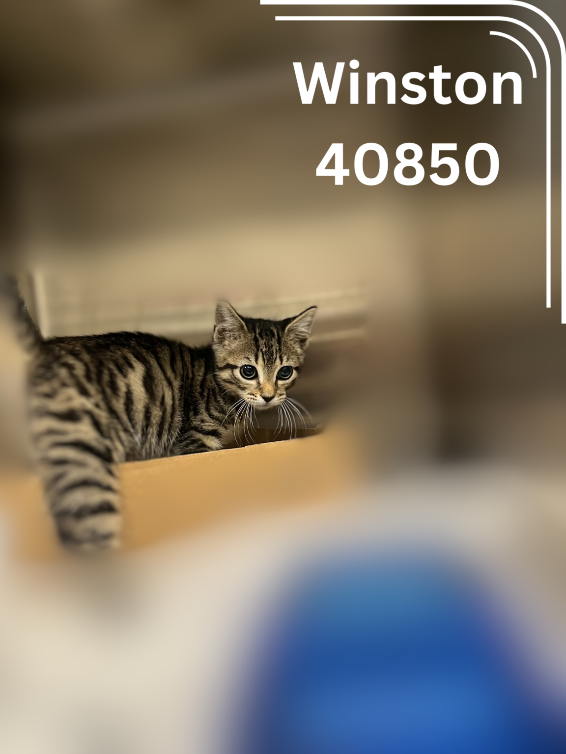 Winston 40850 ADOPTED - Bainbridge-Decatur County Humane Society