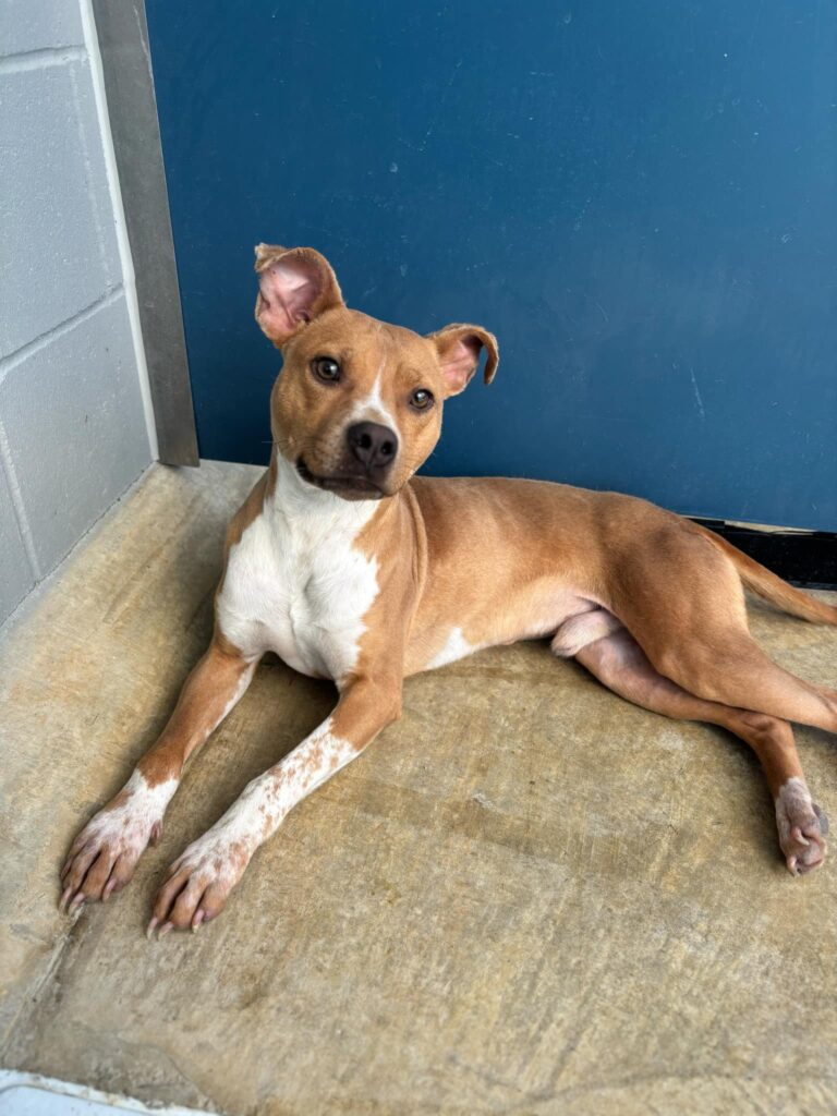 Howard 40914 Rescued - Bainbridge-Decatur County Humane Society