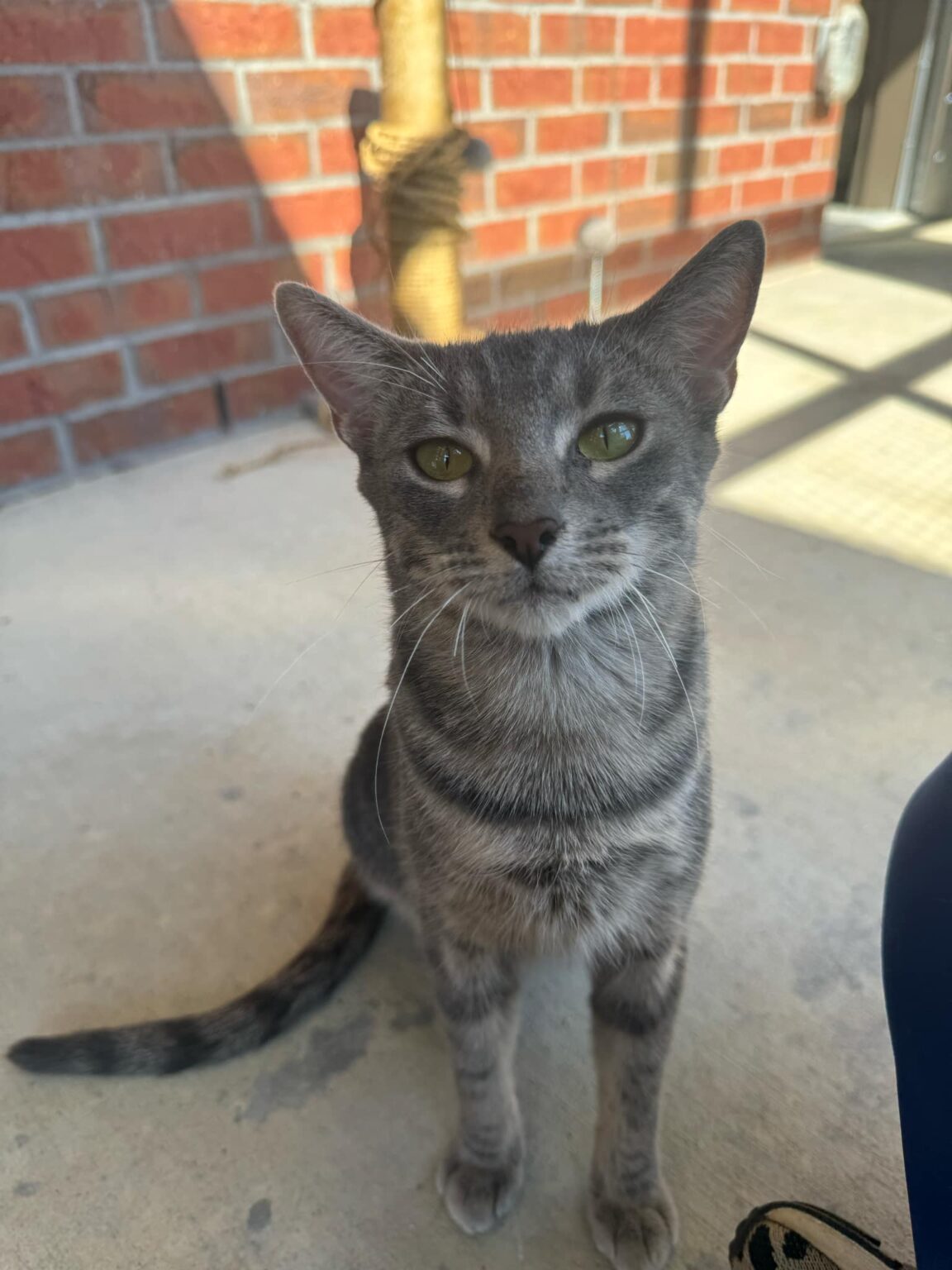 Mama 40879 RESCUED - Bainbridge-Decatur County Humane Society