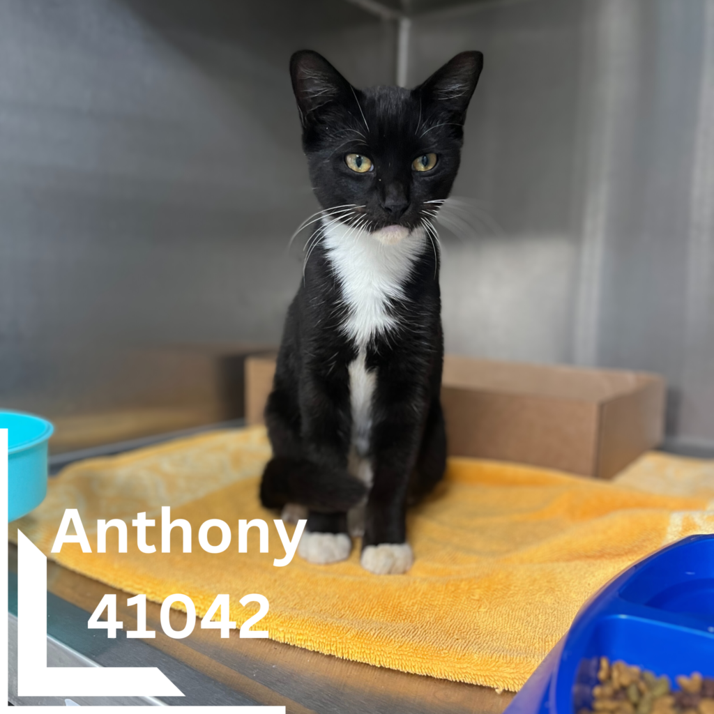 Anthony 41042- RESCUED - Bainbridge-Decatur County Humane Society