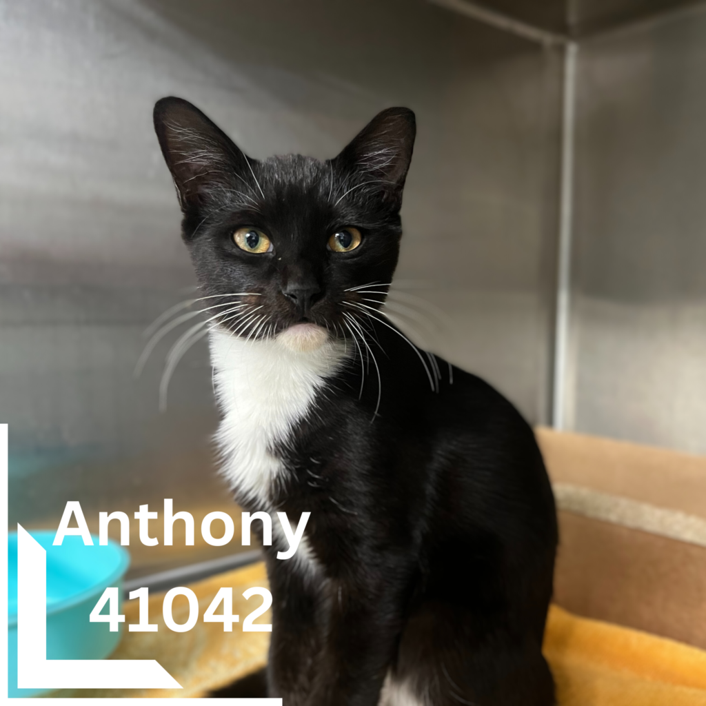 Anthony 41042- RESCUED - Bainbridge-Decatur County Humane Society