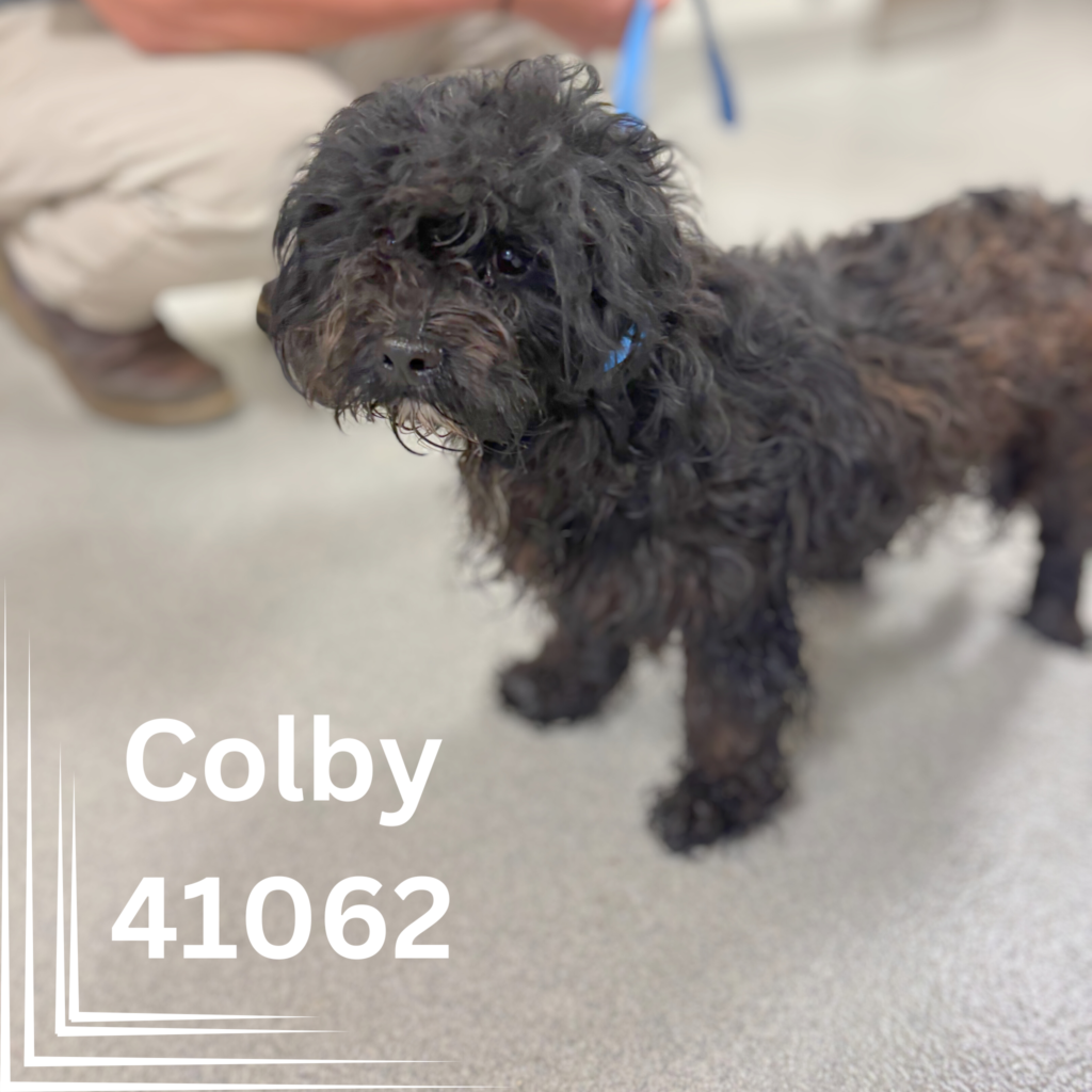 Colby 41062 ADOPTED - Bainbridge-Decatur County Humane Society