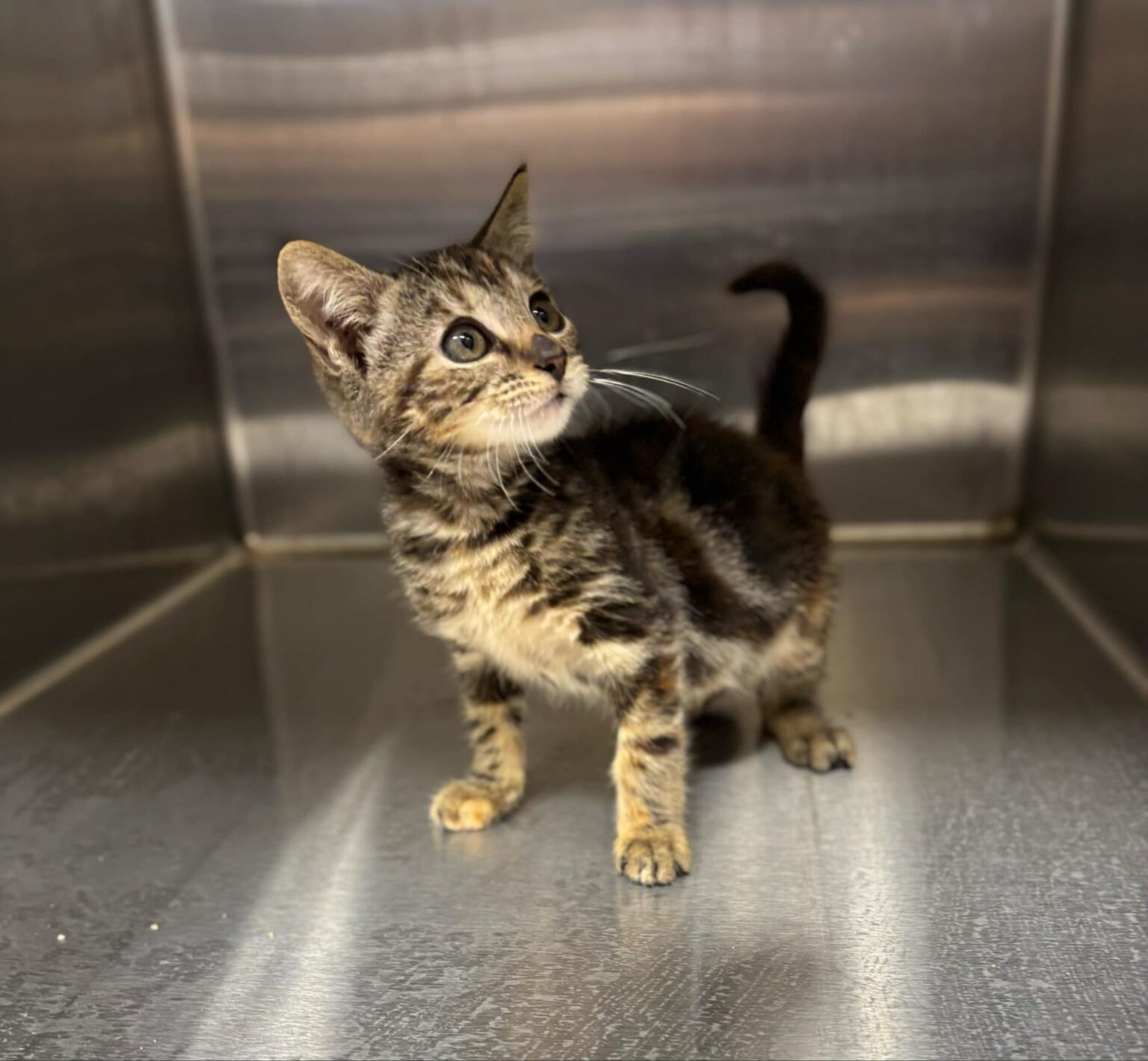 Dixie 40977 ADOPTED - Bainbridge-Decatur County Humane Society