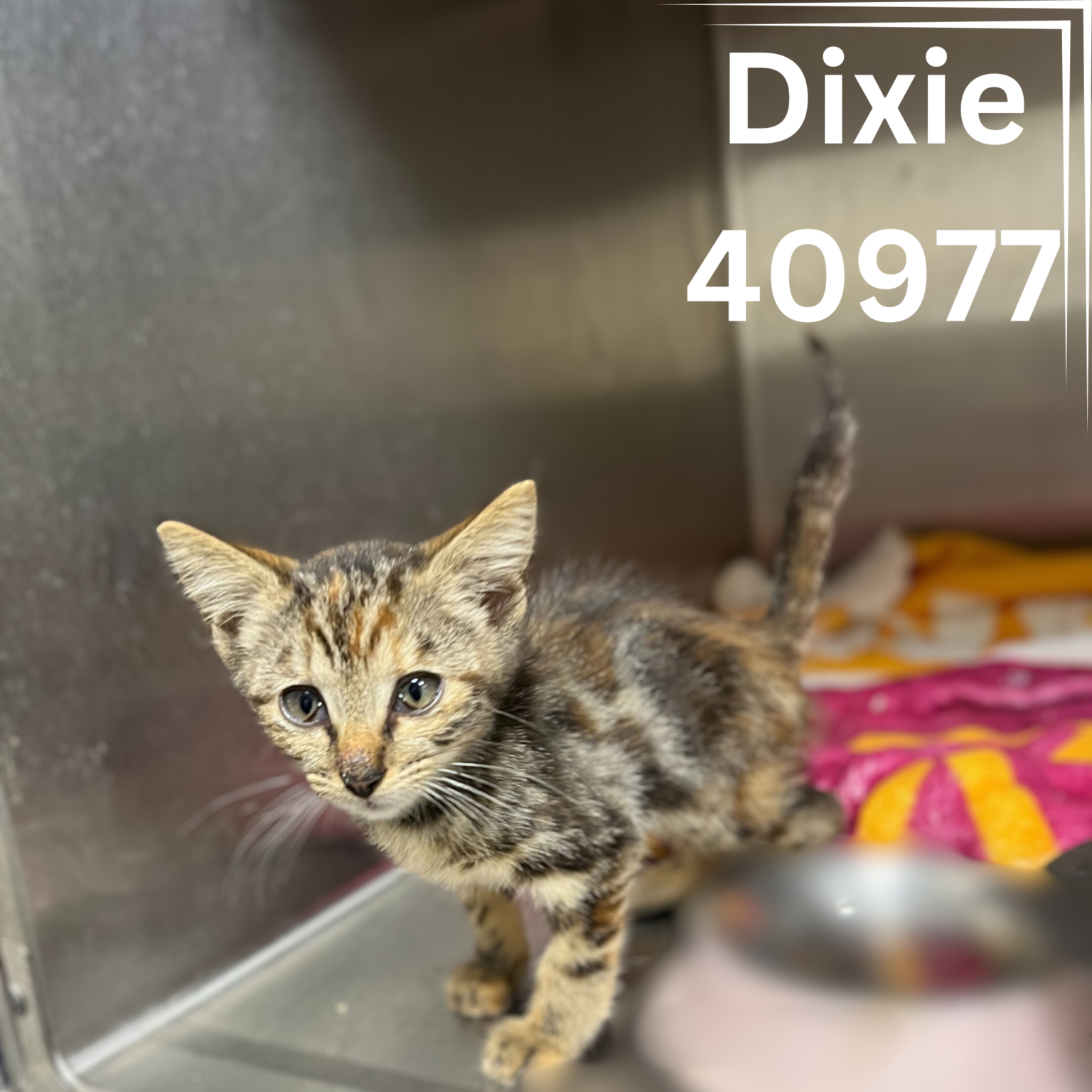 Dixie 40977 ADOPTED - Bainbridge-Decatur County Humane Society