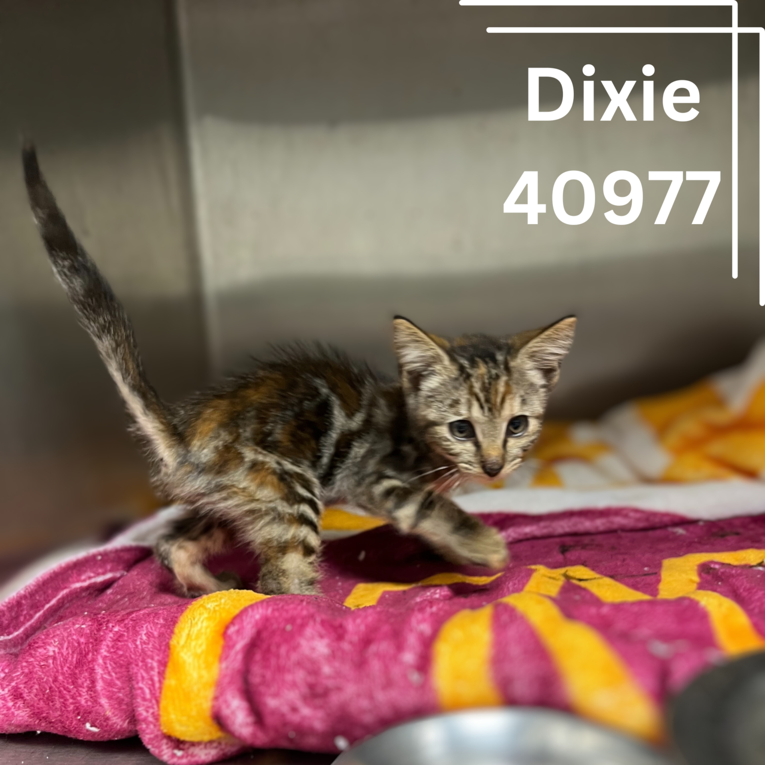 Dixie 40977 ADOPTED - Bainbridge-Decatur County Humane Society