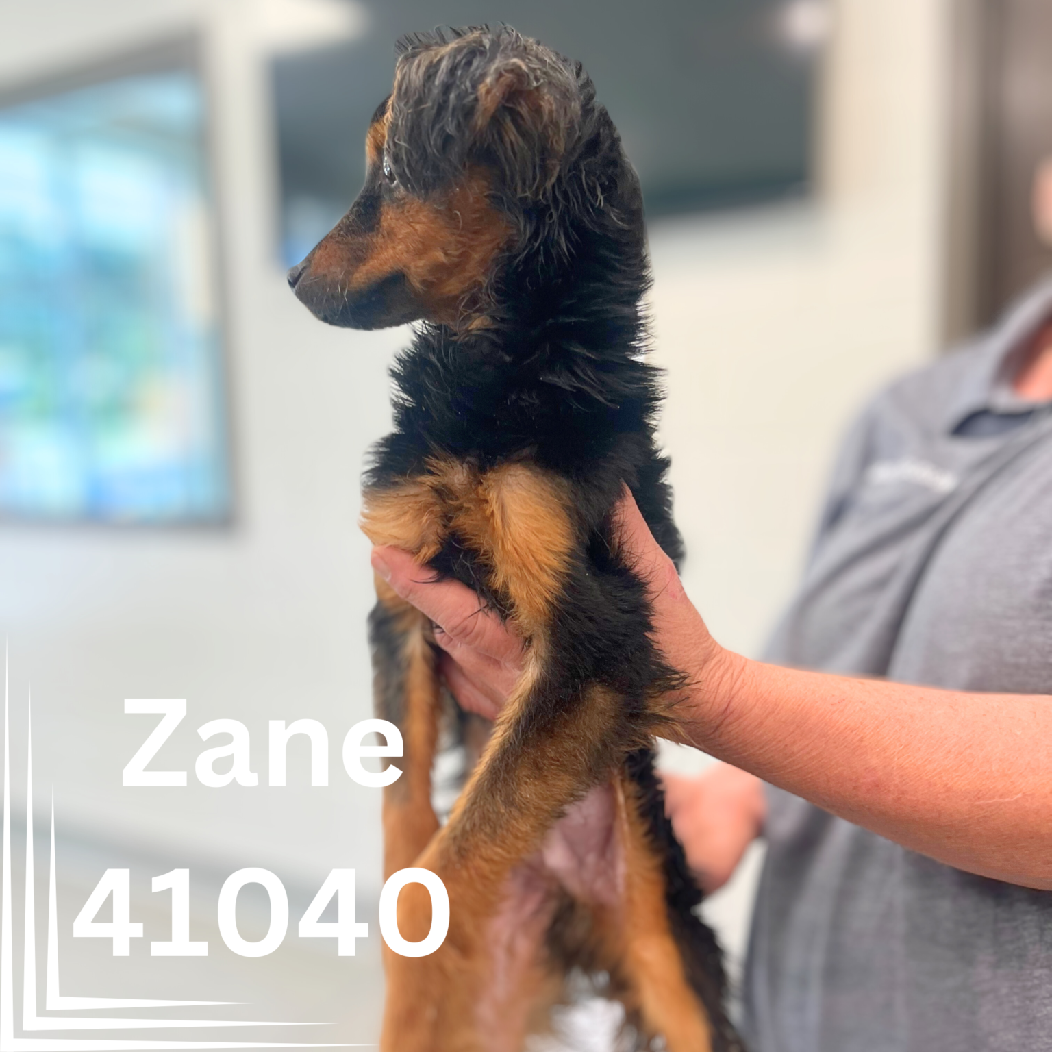 Zane 41040 RESCUED - Bainbridge-Decatur County Humane Society
