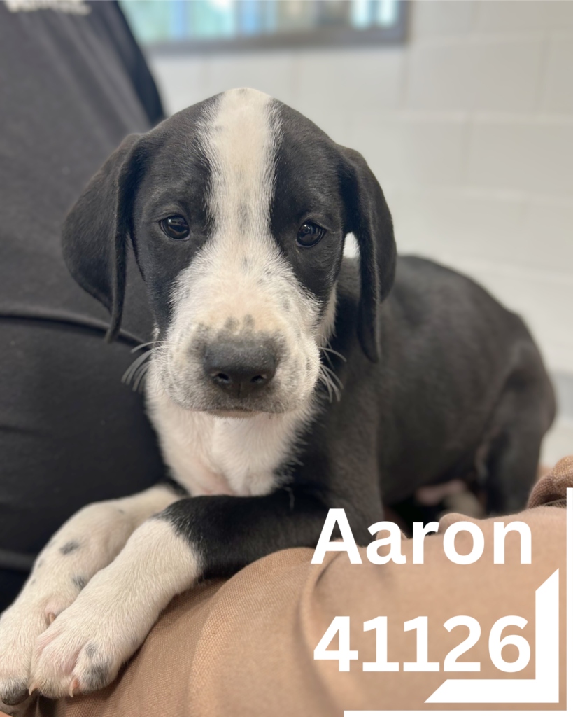 Aaron 41126 RESCUED - Bainbridge-Decatur County Humane Society