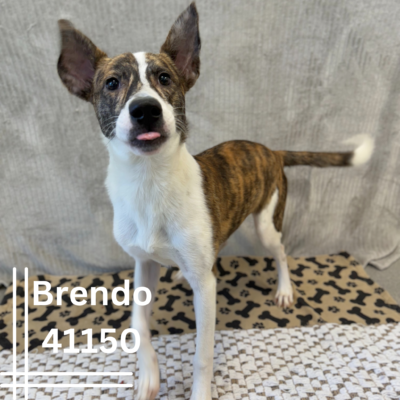 Adopt a Dog - Bainbridge-Decatur County Humane Society