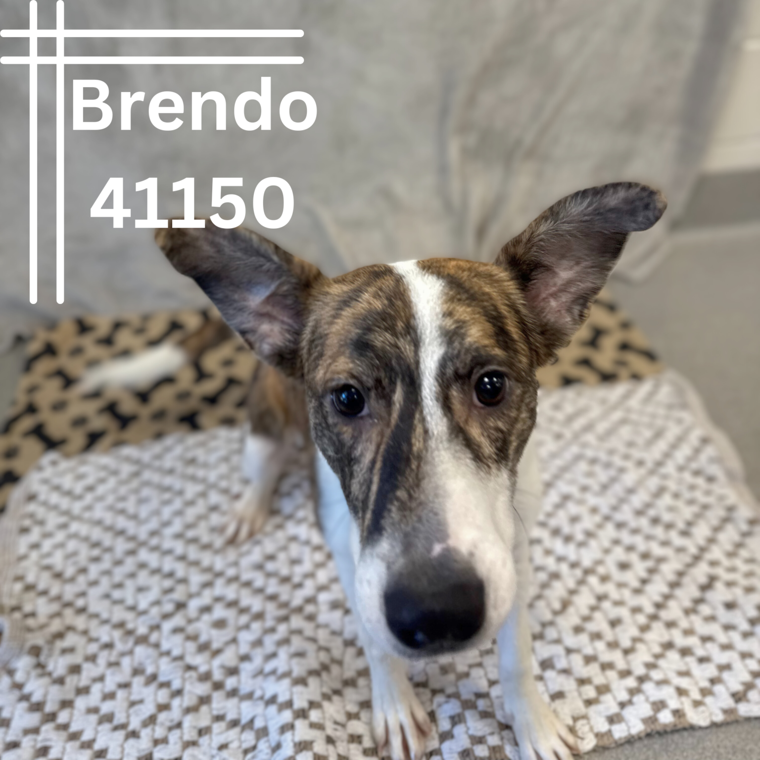 Brendo 41150 ADOPTED - Bainbridge-Decatur County Humane Society