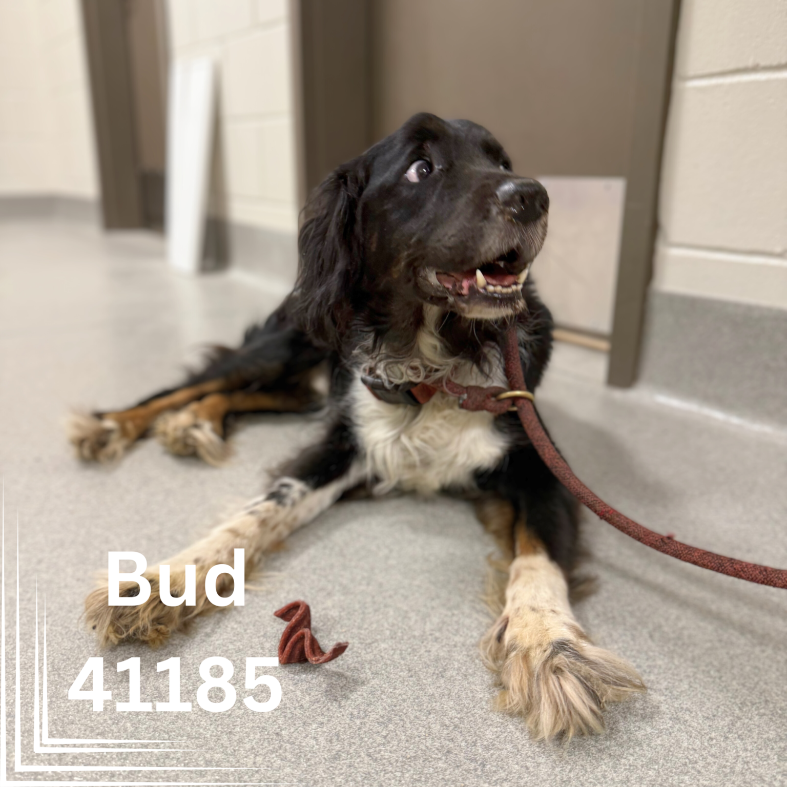 Bud 41185 RESCUED - Bainbridge-Decatur County Humane Society