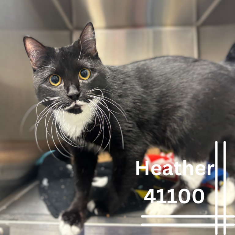 Heather- ADOPTED - Bainbridge-Decatur County Humane Society