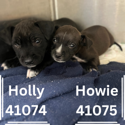 Adopt a Dog - Bainbridge-Decatur County Humane Society