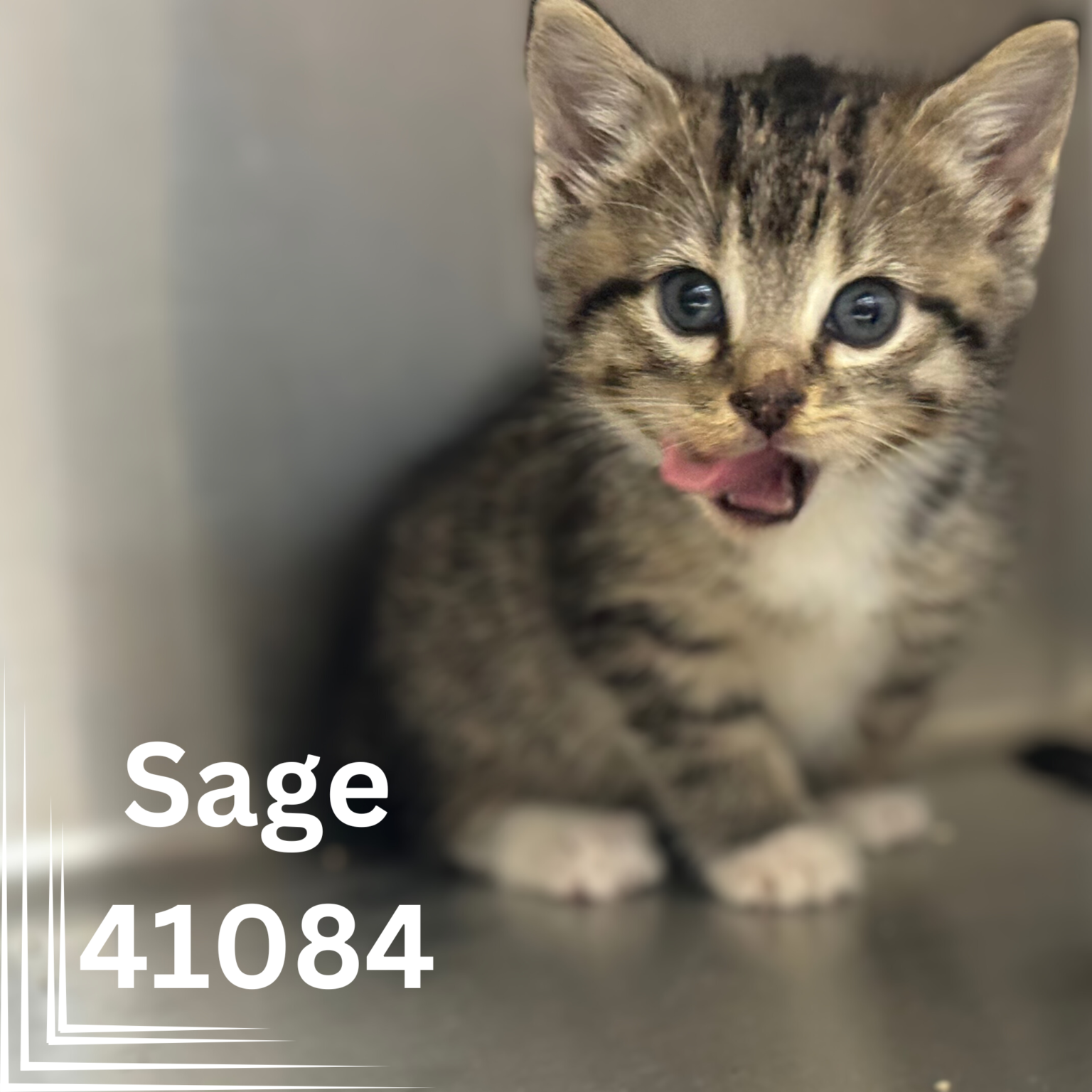 Sadie 41083 RESCUED - Bainbridge-Decatur County Humane Society