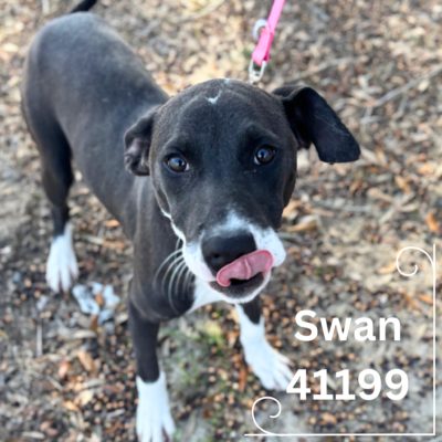 Adopt a Dog - Bainbridge-Decatur County Humane Society