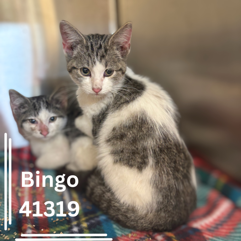 Bingo & Bongo 41318-19 RESCUED - Bainbridge-Decatur County Humane Society