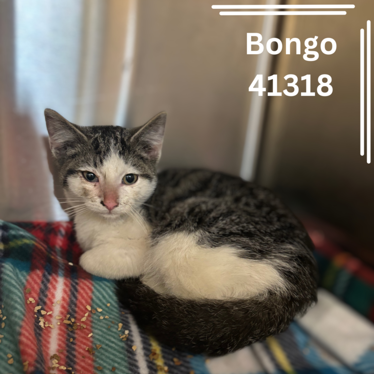Bingo & Bongo 41318-19 RESCUED - Bainbridge-Decatur County Humane Society