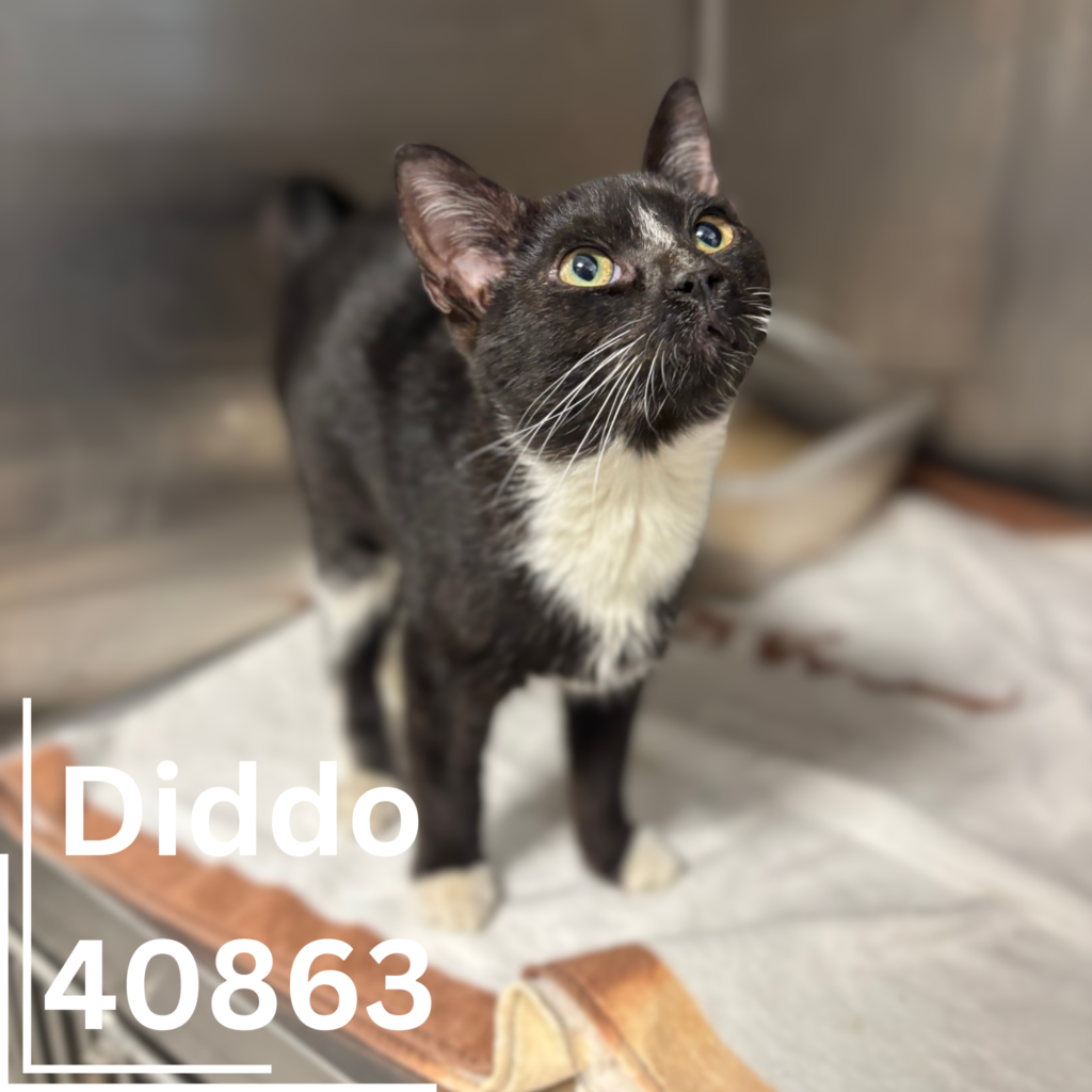 Diddo 40863 ADOPTED - Bainbridge-Decatur County Humane Society