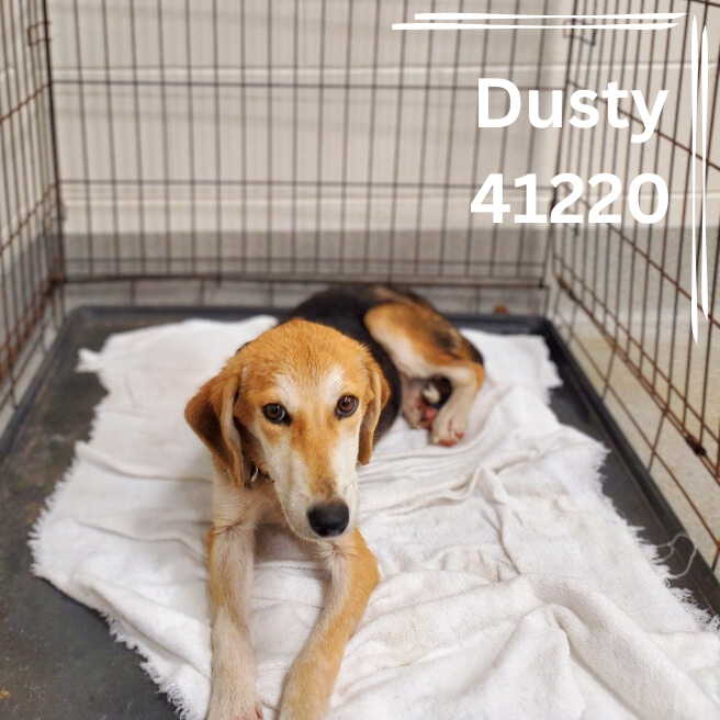Dusty 41220 RESCUED - Bainbridge-Decatur County Humane Society