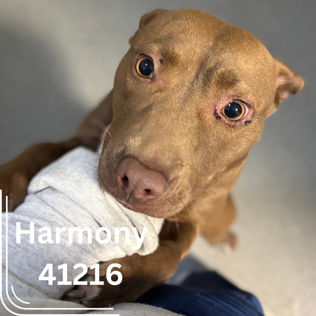 Harmony 41216 RESCUED - Bainbridge-Decatur County Humane Society