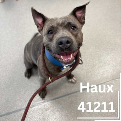 Adopt a Dog - Bainbridge-Decatur County Humane Society