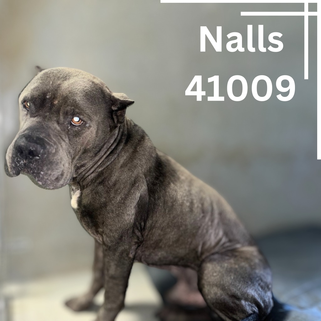 Nalls 41009 RESCUED - Bainbridge-Decatur County Humane Society