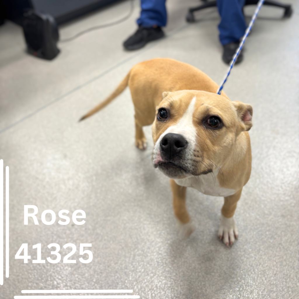 Rose 41325- ADOPTED - Bainbridge-Decatur County Humane Society