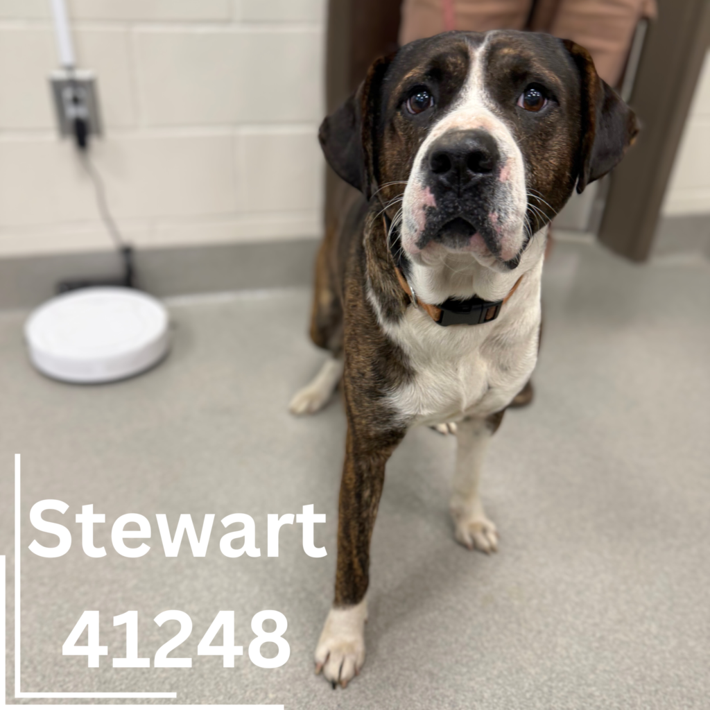 Stewart 41248 Reclaimed - Bainbridge-Decatur County Humane Society