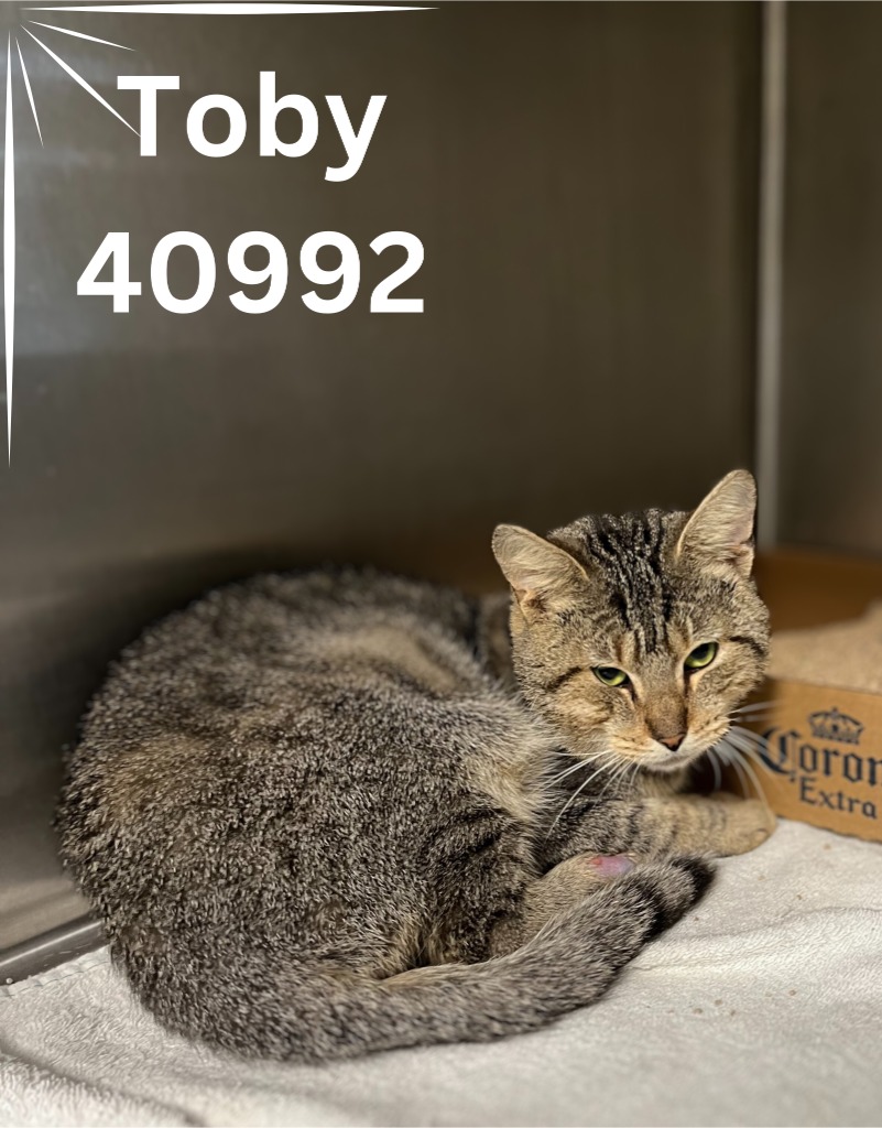 Toby 40992 RESCUED - Bainbridge-Decatur County Humane Society