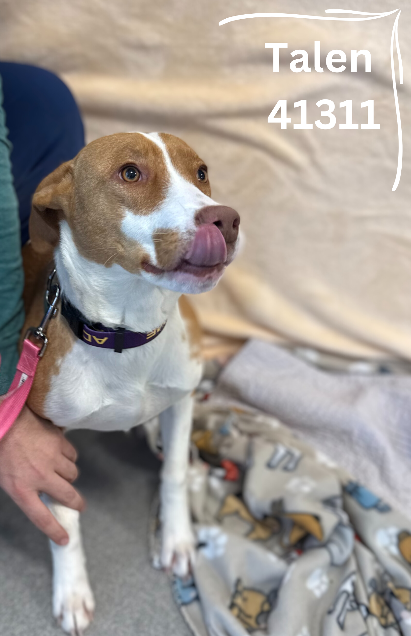 Tigly 41310 Adopted - Bainbridge-Decatur County Humane Society