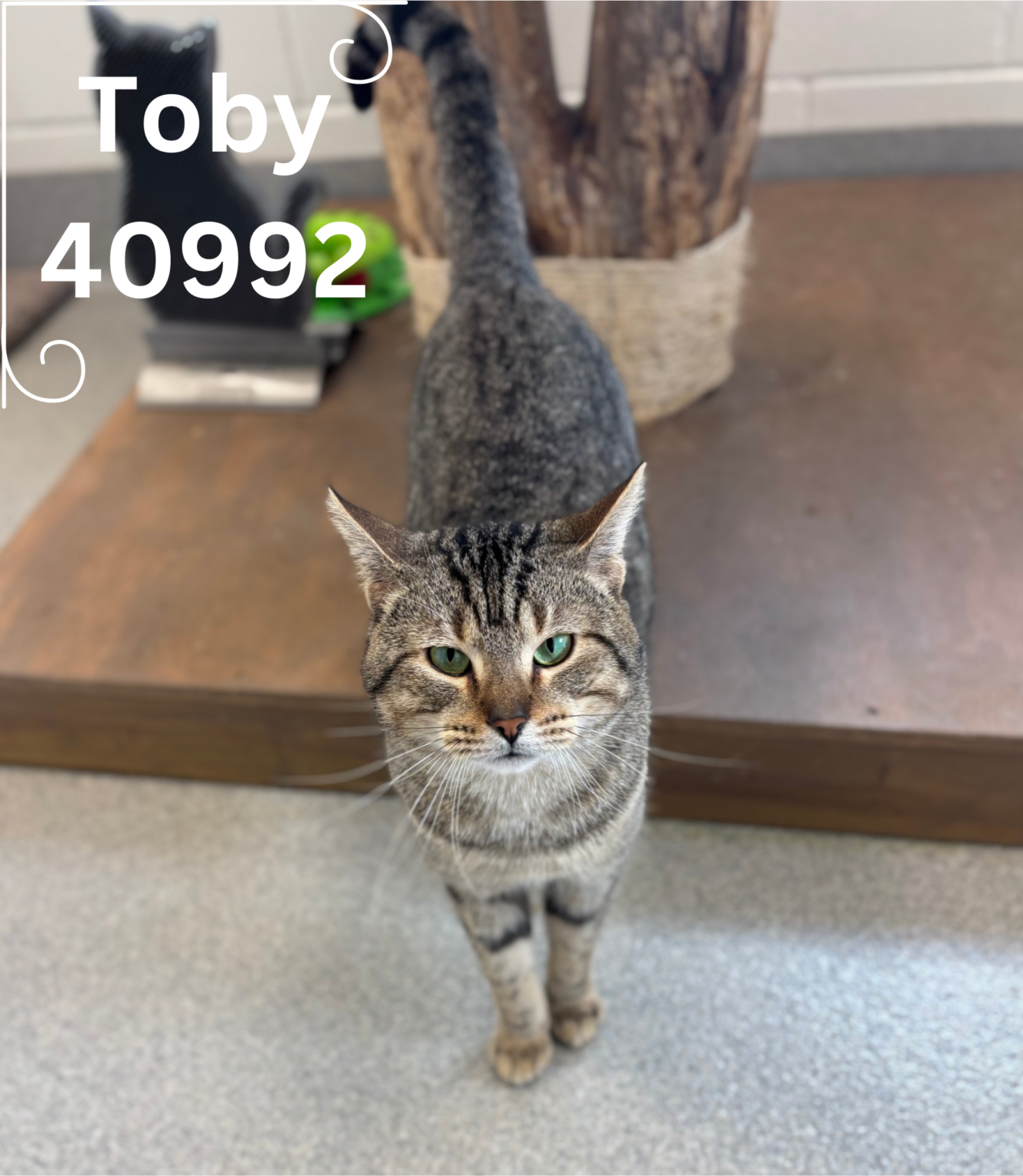 Toby 40992 RESCUED - Bainbridge-Decatur County Humane Society