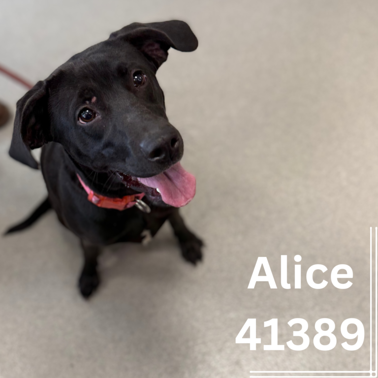 Alice 41389 RESCUED - Bainbridge-Decatur County Humane Society