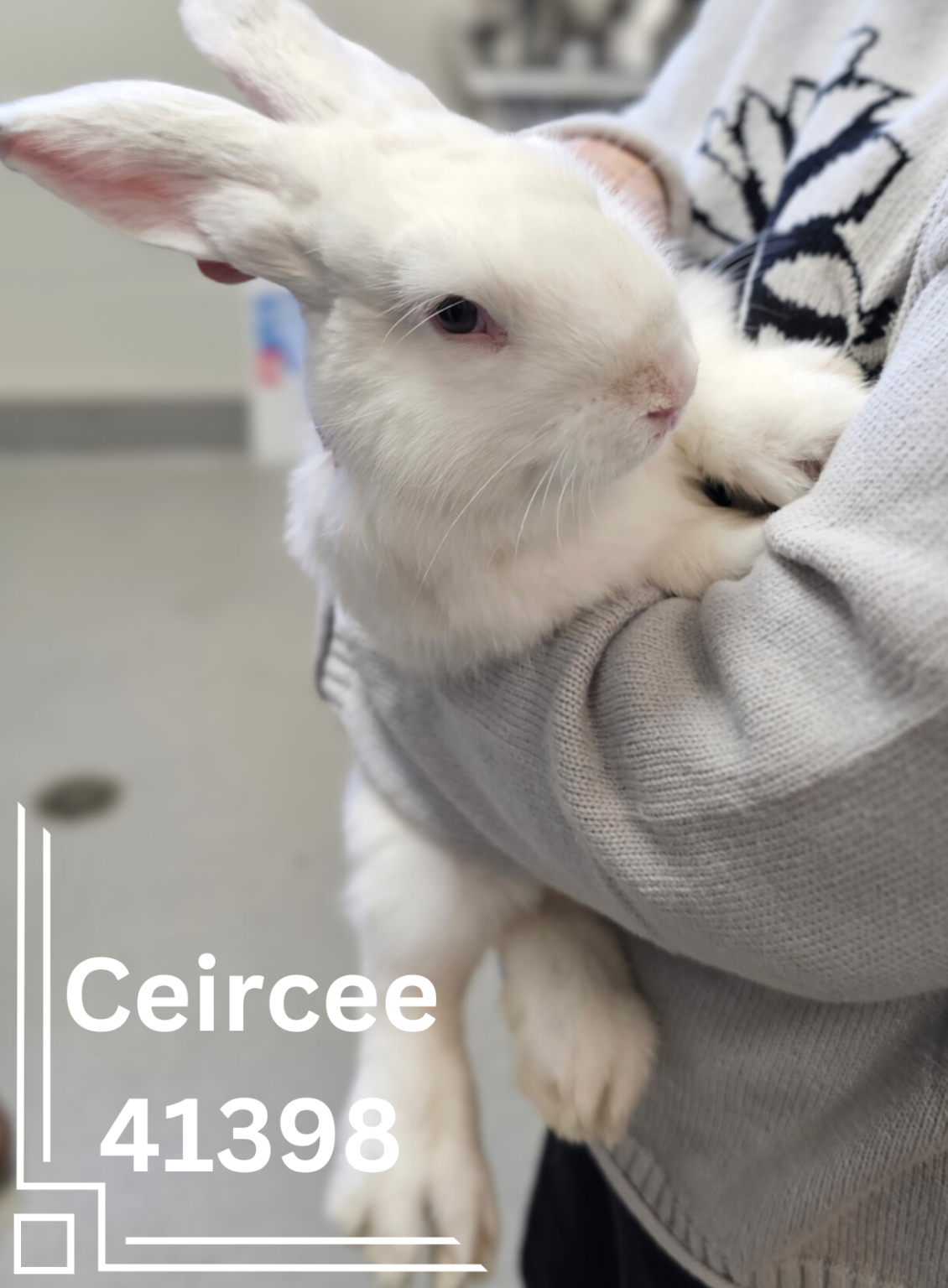 Ceircee 41398 ADOPTED - Bainbridge-Decatur County Humane Society