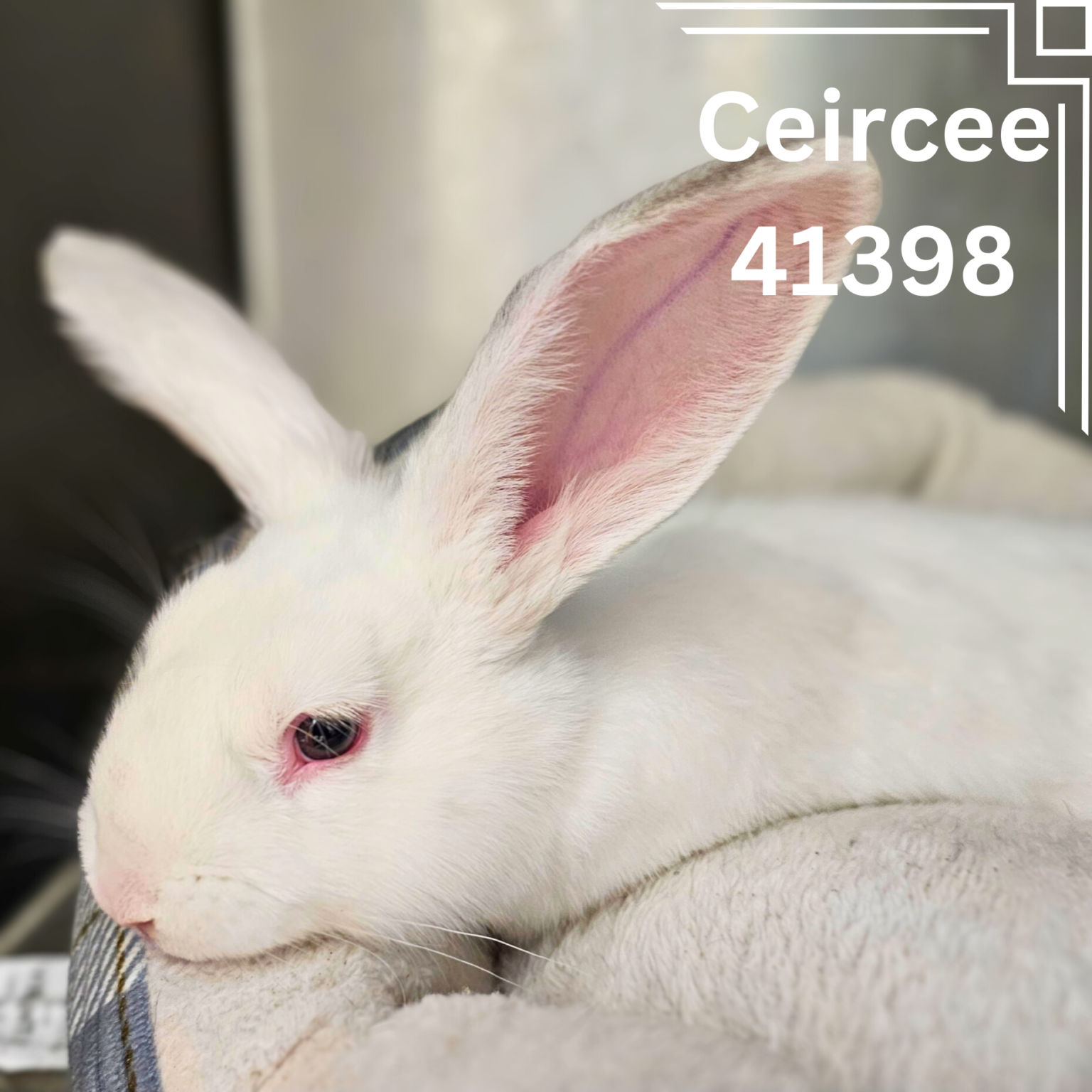Ceircee 41398 ADOPTED - Bainbridge-Decatur County Humane Society