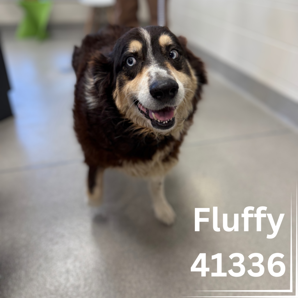 Fluffy 41336 RESCUED - Bainbridge-Decatur County Humane Society