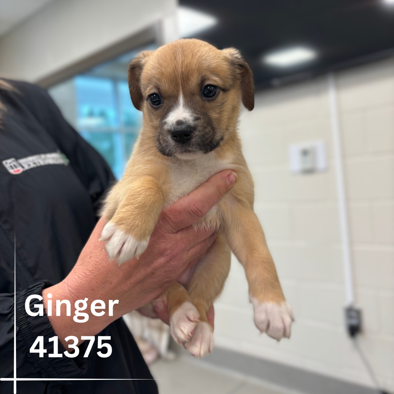 Ginger and Gus 41375-6 Rescued - Bainbridge-Decatur County Humane Society