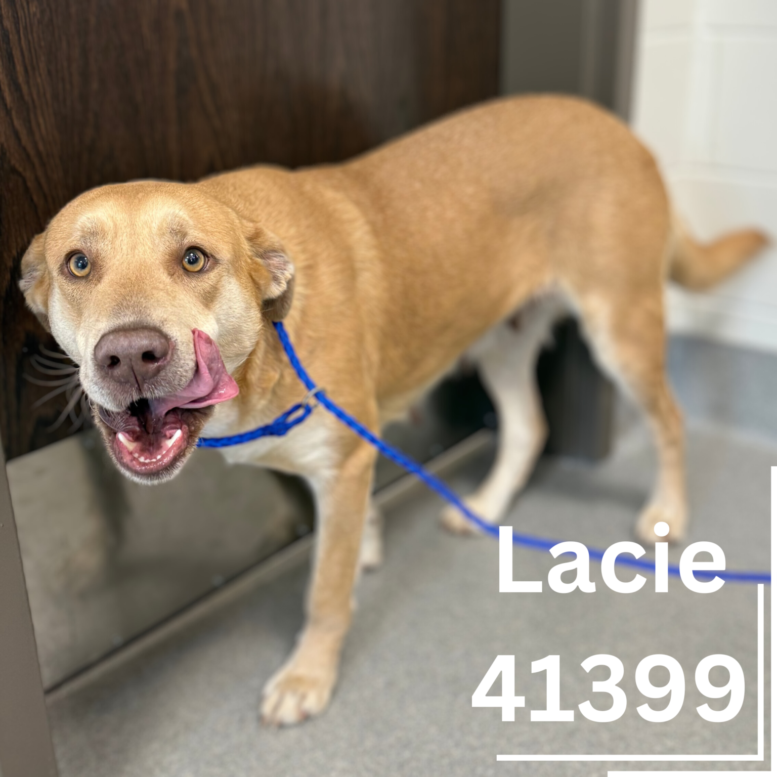Lacie 41399 RESCUED - Bainbridge-Decatur County Humane Society