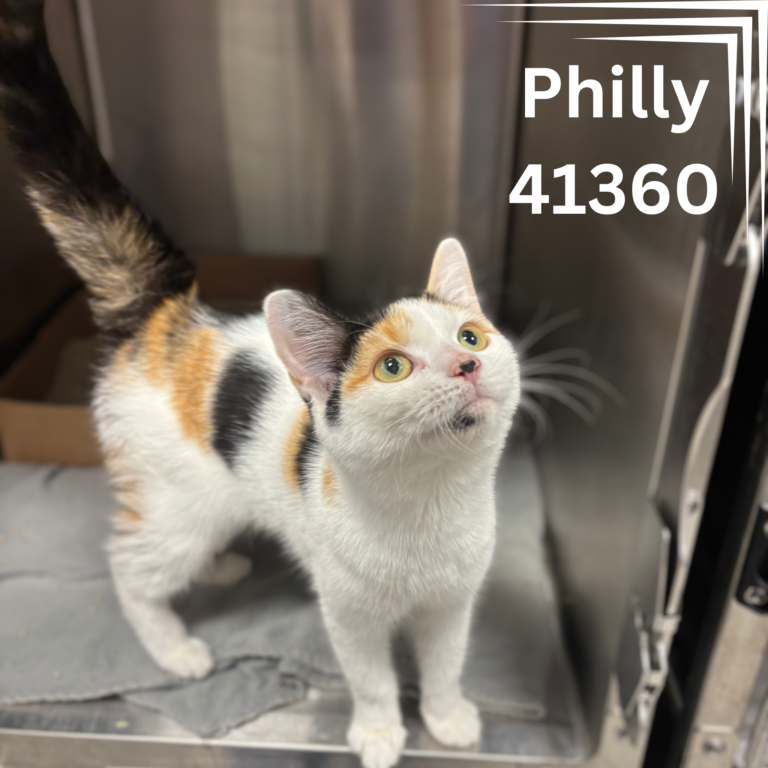 Philly 41360 RESCUED - Bainbridge-Decatur County Humane Society