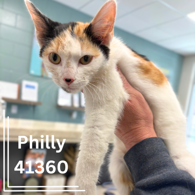 Philly 41360 RESCUED - Bainbridge-Decatur County Humane Society