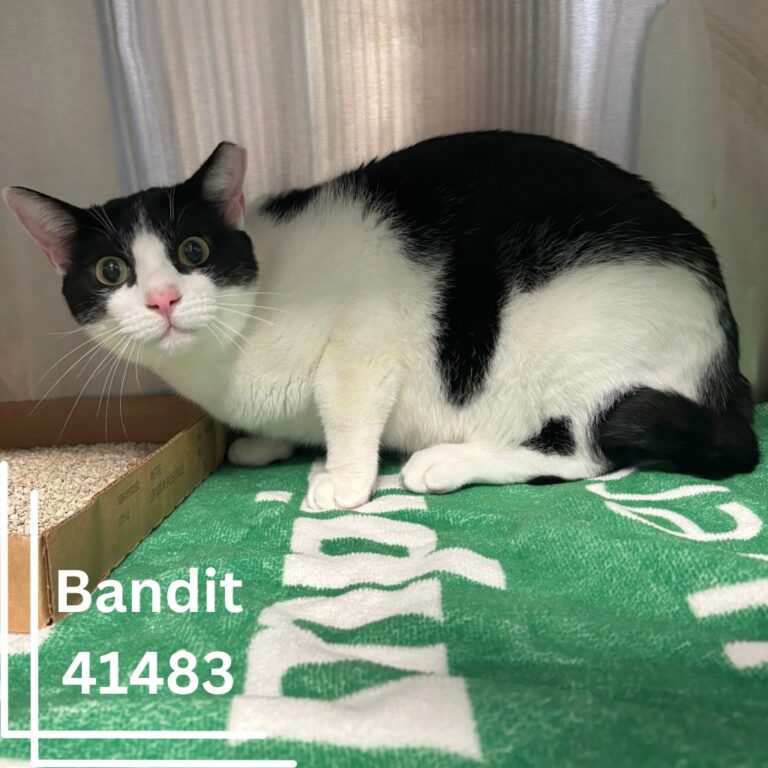 Bandit 41483- Adopted - Bainbridge-Decatur County Humane Society