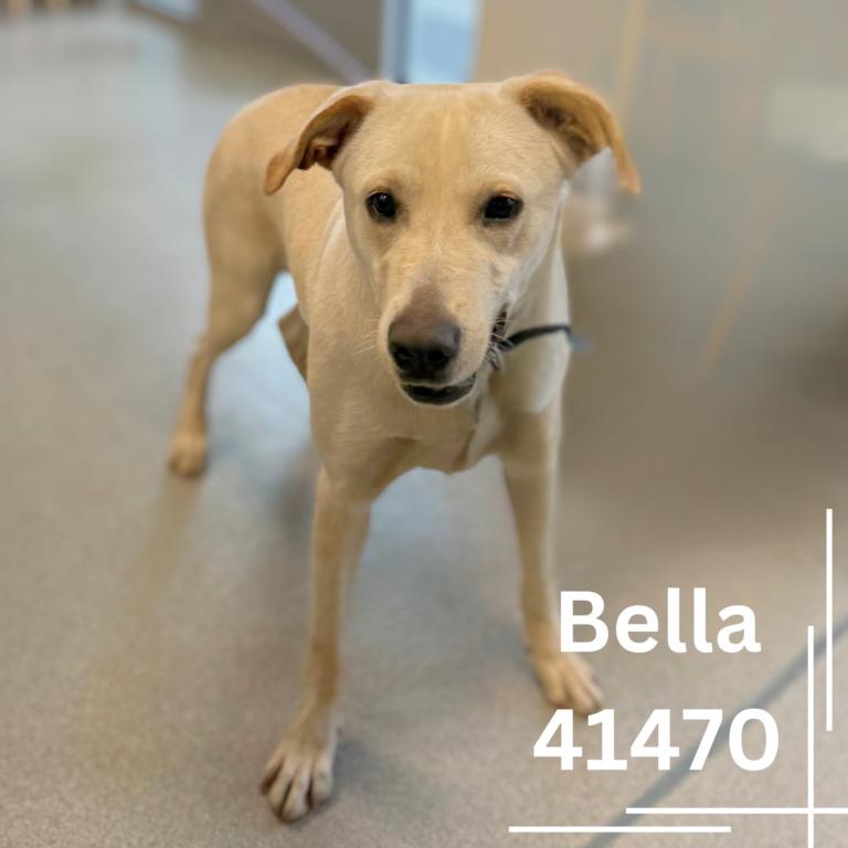 Bella 41470 ADOPTED - Bainbridge-Decatur County Humane Society