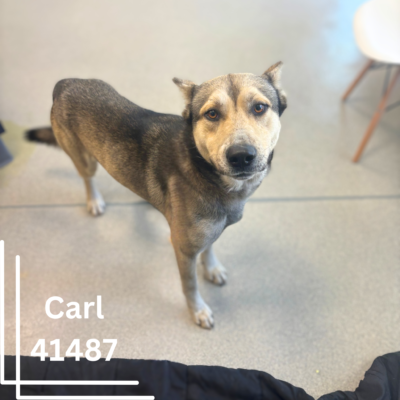 Adopt a Dog - Bainbridge-Decatur County Humane Society