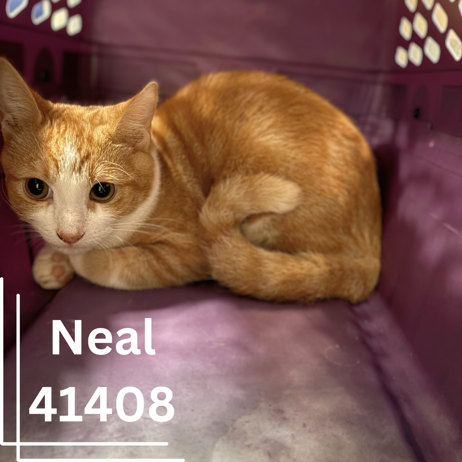 Neal 41408 ADOPTED - Bainbridge-Decatur County Humane Society