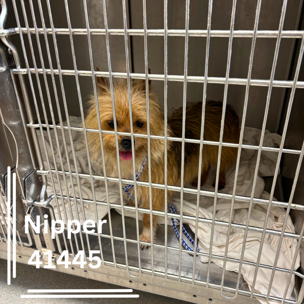 Nipper 41445 RESCUED - Bainbridge-Decatur County Humane Society