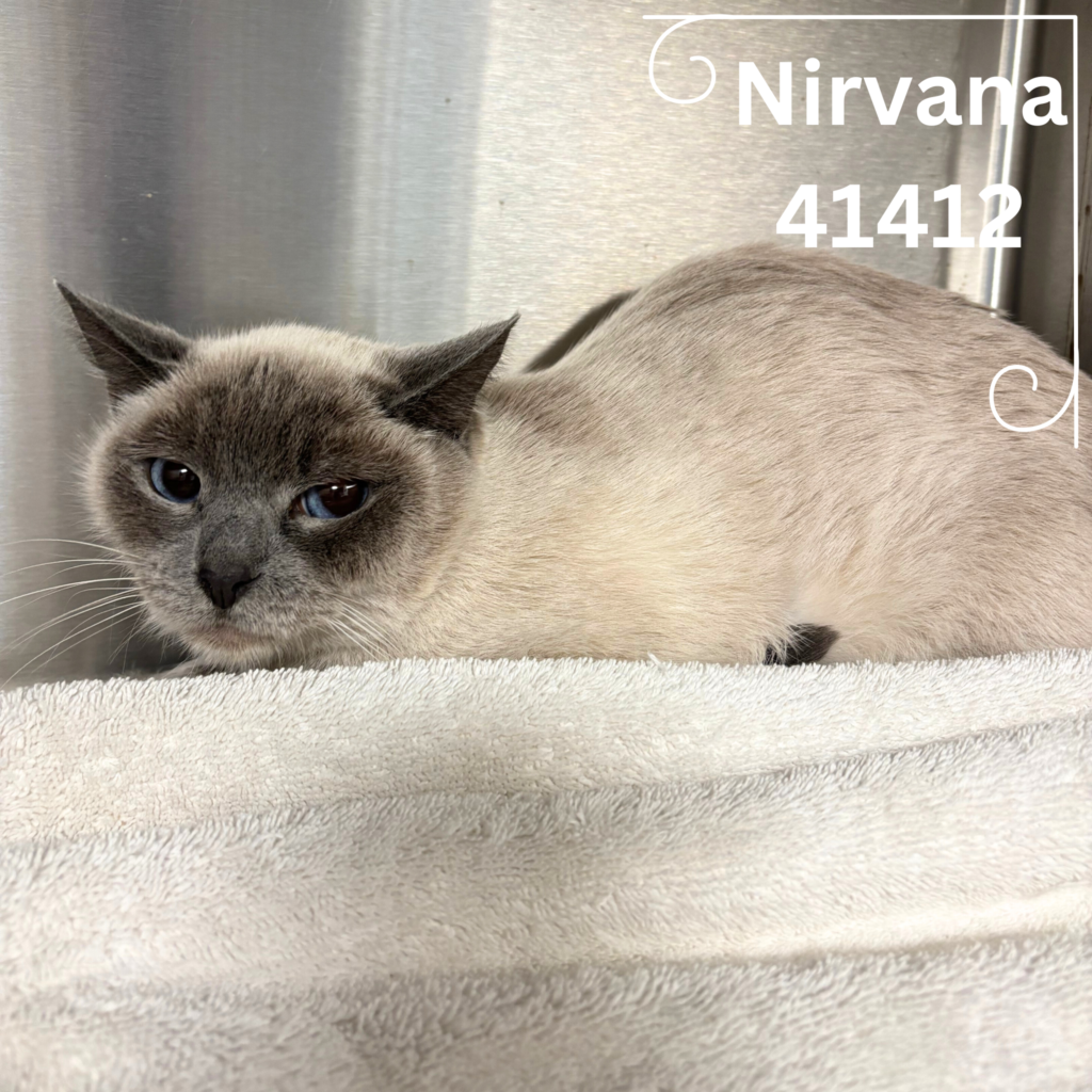 Nirvana 41412 ADOPTED - Bainbridge-Decatur County Humane Society