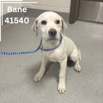 Bainbridge-Decatur County Humane Society - Helping the Helpless