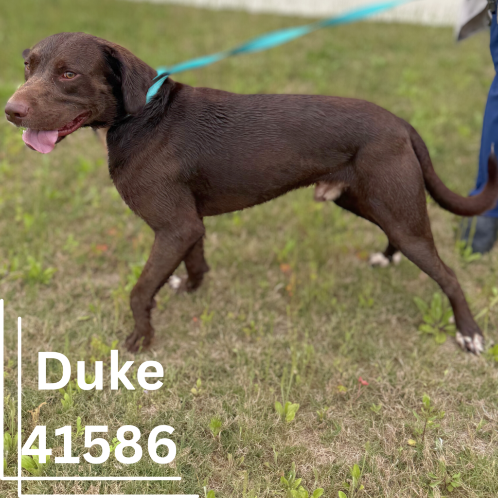 Duke 41586- RECLAIMED - Bainbridge-Decatur County Humane Society