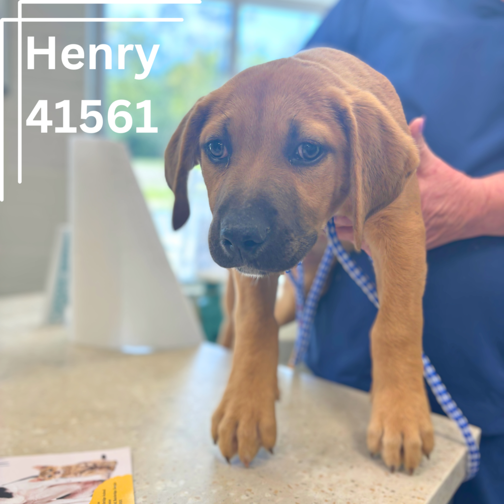 Henry 41561 ADOPTED - Bainbridge-Decatur County Humane Society