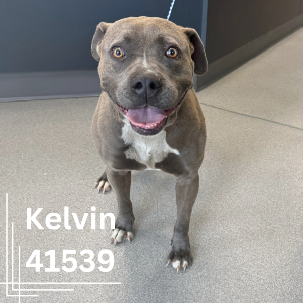 Kelvin 41539 - Bainbridge-Decatur County Humane Society