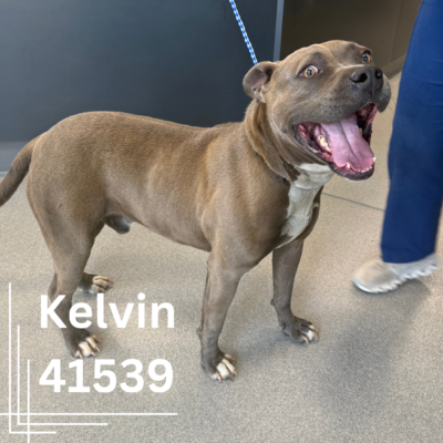 Kelvin 41539 - Bainbridge-Decatur County Humane Society